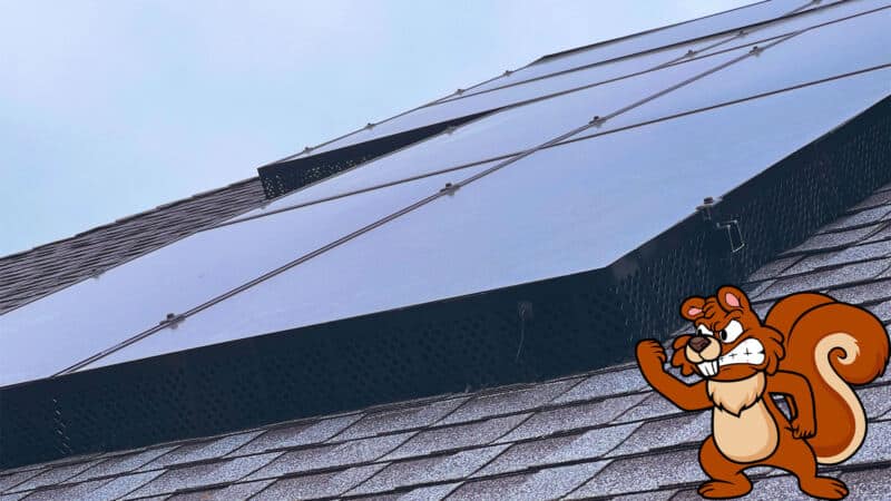 Pests and Solar Panels: The Importance of a Critter Guard